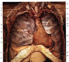 Exam Thorax Respiratory Anterior Thoracic Wall Anatomy Thorax