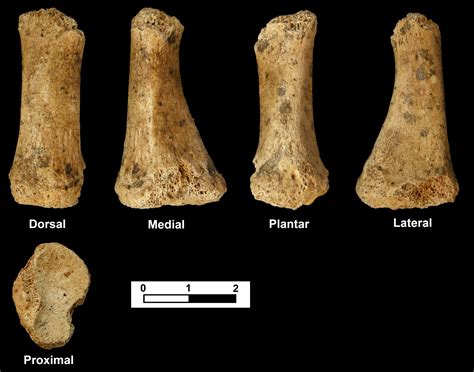 Descubren el primer resto óseo neandertal en uno de los yacimientos del
