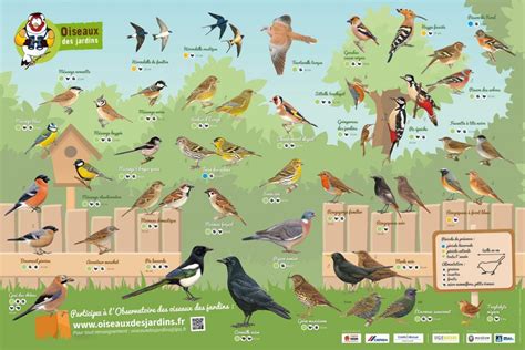 Observer les oiseaux à Toulouse Groupe local EELV de Toulouse