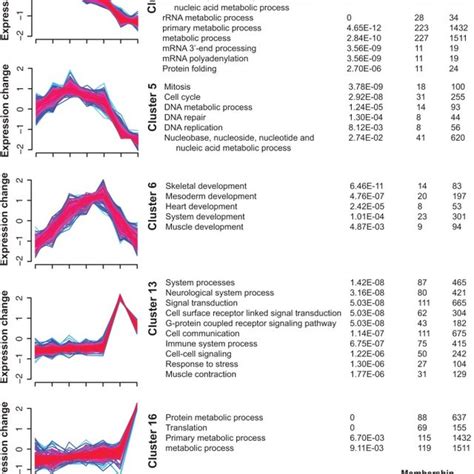 fuzzy c means clustering identifies general patterns of gene expression download scientific