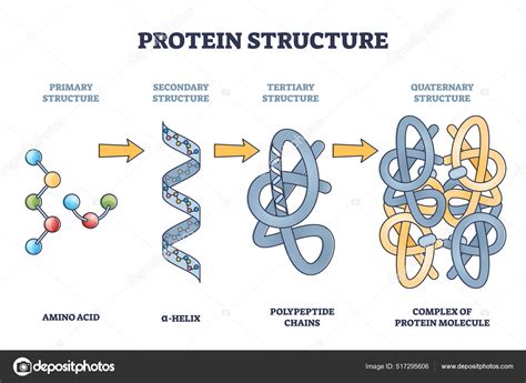 protein primary secondary tertiary and quaternary structure