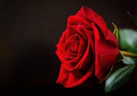 Red Roses Hd Images Free Infoupdate Org