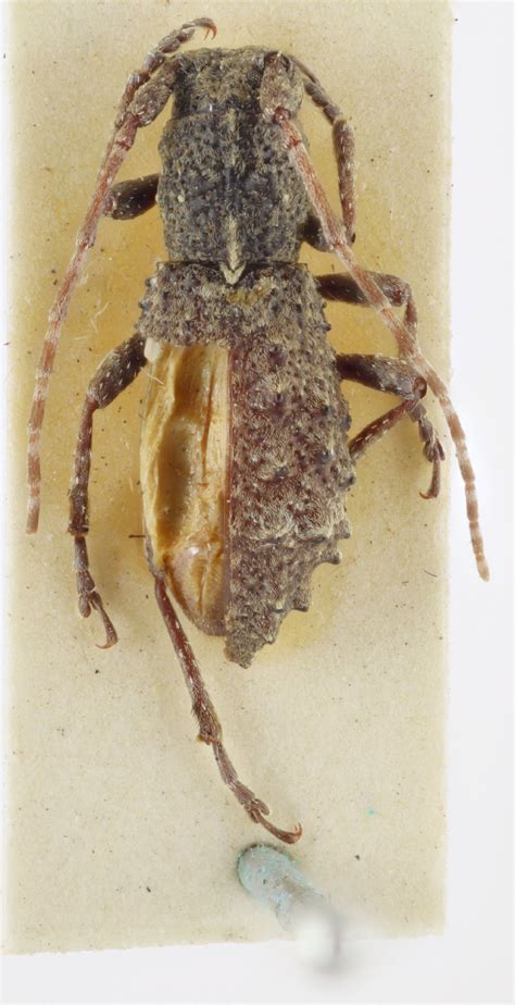 Cerambycidae Species Details