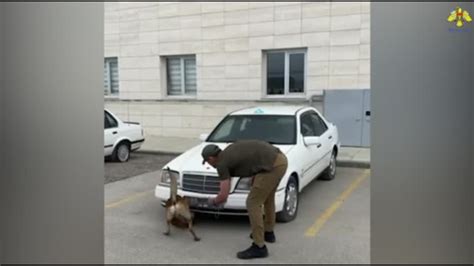 Play md Echipa canină din cadrul Serviciului Vamal al Republicii Moldova