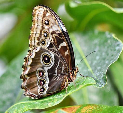 Qué comen las mariposas y Cómo atraerlas a tu jardín