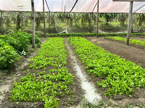 Projeto vai instalar 30 Casas de Cultivo Protegido no Tarumã Mirim