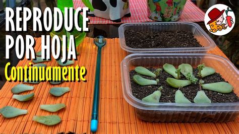 Como Reproducir SUCULENTAS Por HOJAS Sin PARAR YouTube
