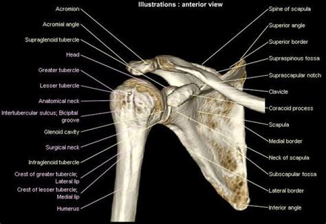 D Model Of The Gleno Humeral Joint Anatomy Of The Scapula Humerus