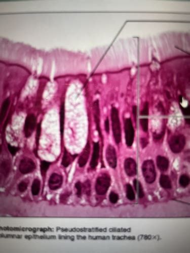 Ap Lab Midterm Histology Flashcards Quizlet