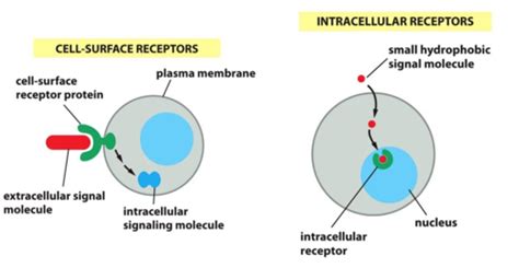 Biochemistry Signal Transduction Iii Enzyme Coupled Receptors