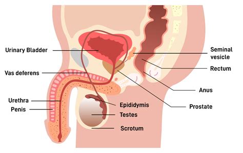 Diagram Of Male Reproductive System Geeksforgeeks
