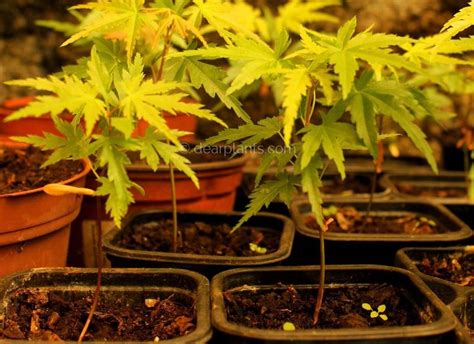 How To Successfully Grow Japanese Maples From Seed Dear Plants