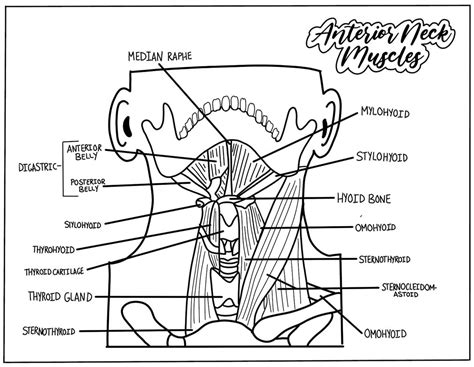 Anterior Neck Muscles Coloring Page Etsy Canada In Anatomy The Best