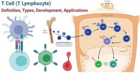 T Lymphocytes Diagram
