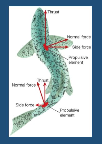 Marine Biology Chapter 9 Flashcards Quizlet