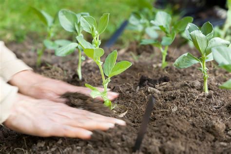 Planta de frijol en algodón todo lo que tienes que saber Huerto en casa