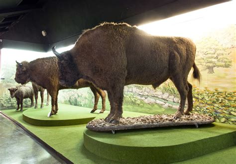 Muzeum Bieszczadzkiego Parku Narodowego