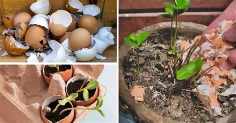 Adubo Orgânico 3 Maneira de Adubar a Terra Cascas de Ovos Dicas