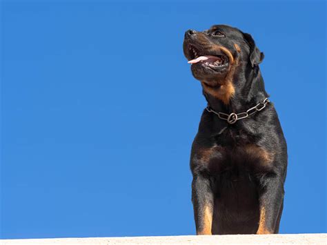 Cómo entrenar a un rottweiler Aprende sobre esta raza y educala