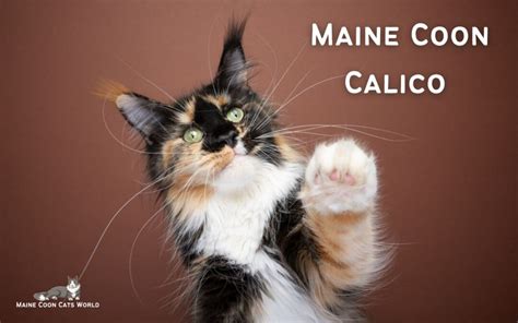 Maine Coon Types Archives Maine Coon Cats World