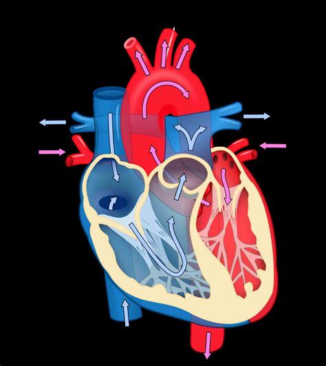 Heart Diagram With Labels And Blood Flow MedicineBTG