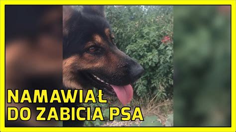 Powiat głogowski Koniec sprawy otrutego psa Sąsiad z wyrokiem YouTube