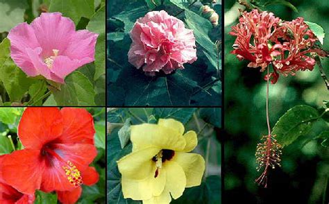LAS ESPECIES DEL GENERO HIBISCUS CULTIVADAS EN ESPAÑA