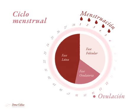 Que Es La Ciclicidad Femenina Dona Ciclica