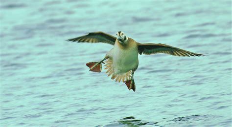 Long Tailed Duck Leighton Moss John Livesley Flickr