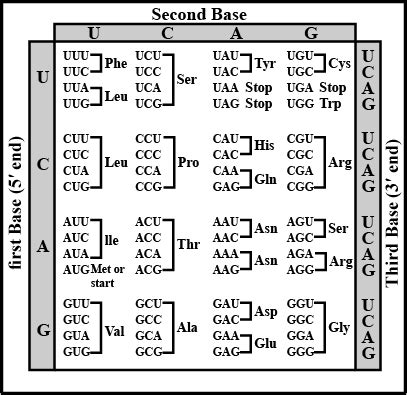 The Given Table Shows The Genetic Code Depicting The Amino Acids That