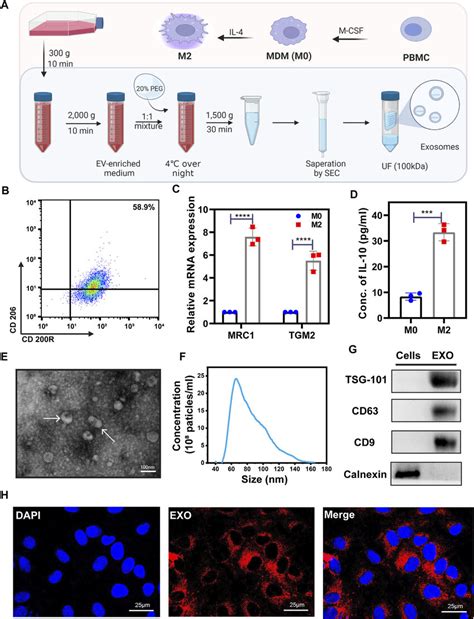 The Characterization Of M2 And Exosome Derived From M2 A Schematic