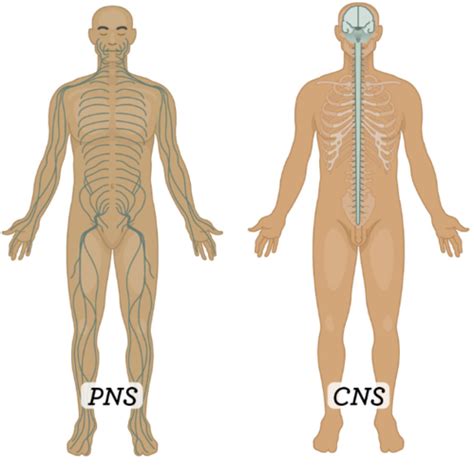 Sp The Anatomy Physiology Of The Nervous System Flashcards Quizlet