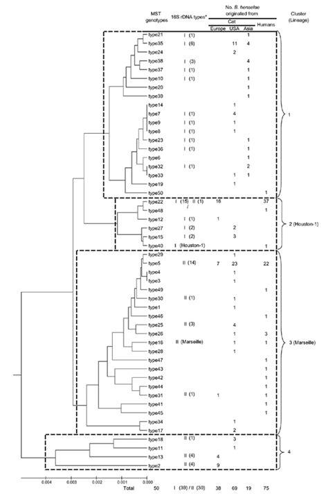 appendix figure genetic diversity of bartonella henselae in human infection detected with