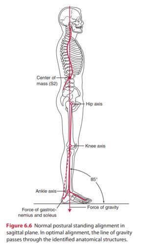 Neutral Standing Posture Flashcards Quizlet
