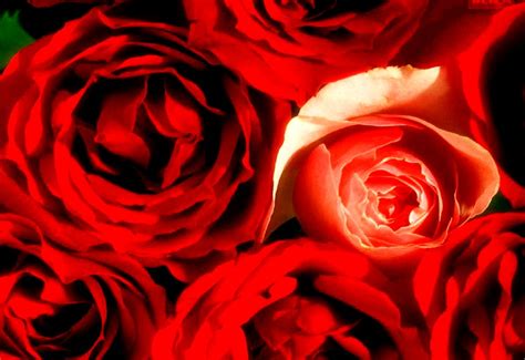 120 Imagens De Fundo Rosas De Jardim Imagens Gratuitas
