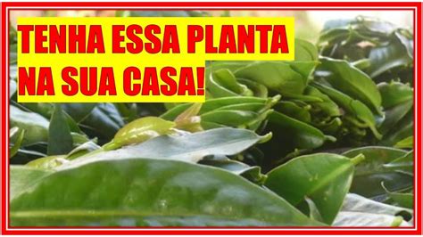 VEJA COMO PLANTAR ORA PRO NÓBIS E COMO CUIDAR ORA PRO NOBIS PARA VOCÊ