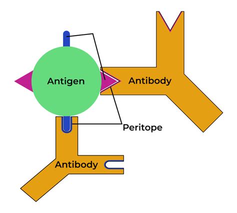Types Of Antigen Antibody Reaction Stages And Properties GeeksforGeeks
