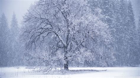 Free Christmas Wallpaper Snow Falling WallpaperSafari