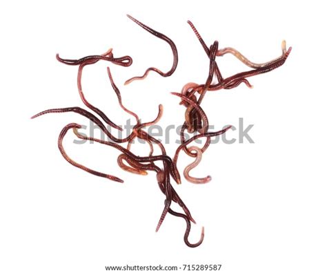 Macro Earthworm Brandling Panfish Trout Tiger Stock Photo 715289587