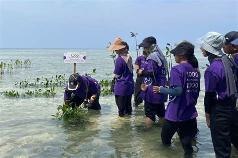 Sanofi LEVA Tanam 1 000 Mangrove Di Kep Seribu Kurangi Polusi Udara