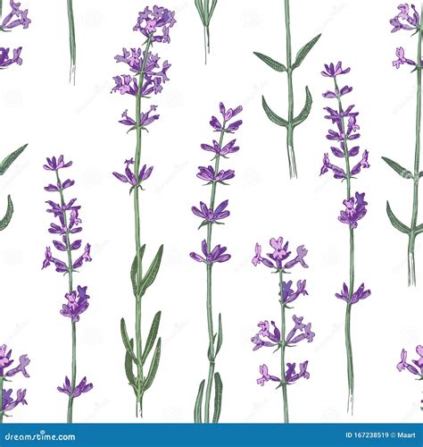 Seamless Pattern With Hand Drawn Lavender Flowers Stock Vector