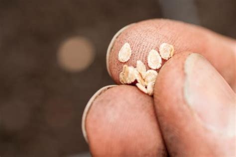 Cómo sembrar tomates en una maceta 6 pasos