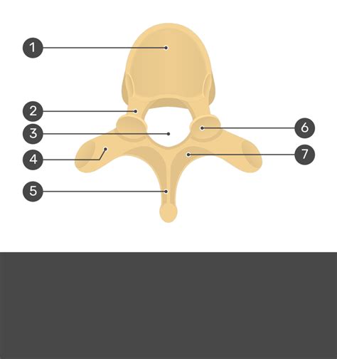 36 Spine Labeled Diagram ShamsInshirah