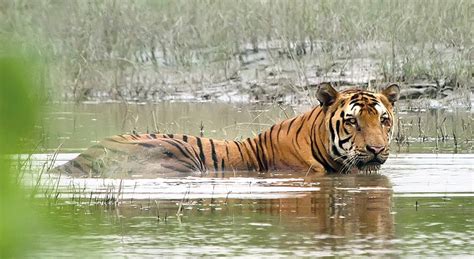 Kaziranga National Park Tour Pan India Tours