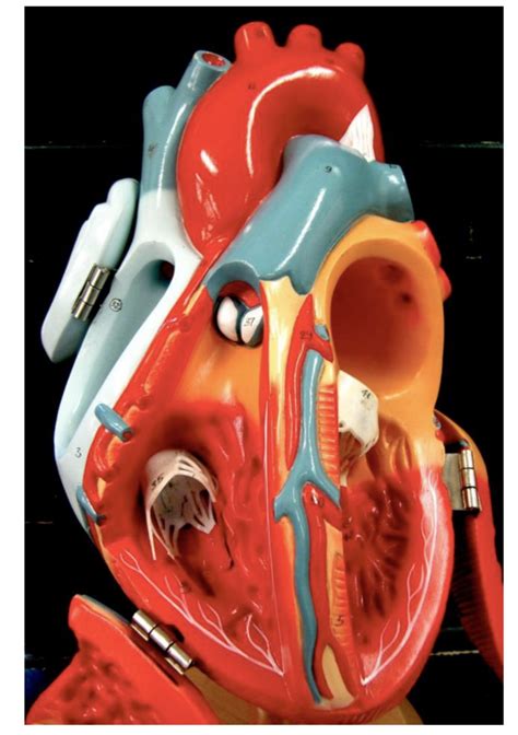 Heart Lab Diagram Quizlet