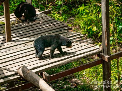Sandakan Sepilok Orang Utan Centre City Tour Amazing Borneo Tours