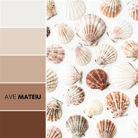 Sea Shells Pattern On White Background Flat Lay Top View Minimal