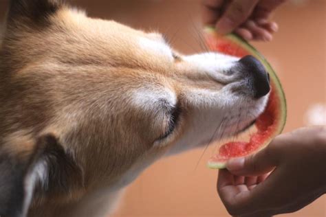 Los perros pueden comer sandía Conoce estas recomendaciones de