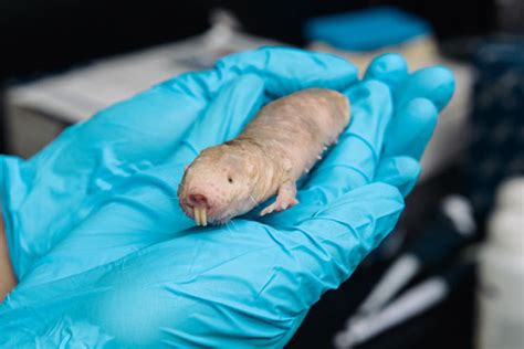 Lacide Hyaluronique La Mol Cule Anticancer Des Rats Taupes Nus