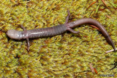 Scott Bar Salamander Alchetron The Free Social Encyclopedia
